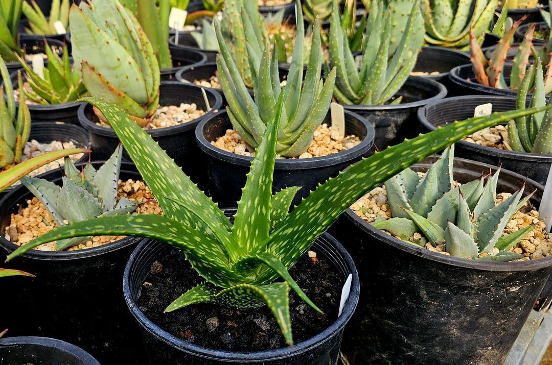 Lg 1g Aloe Peckii X Aloe Wilsonii. One of a Kind Hybrid, Gorgeous ...