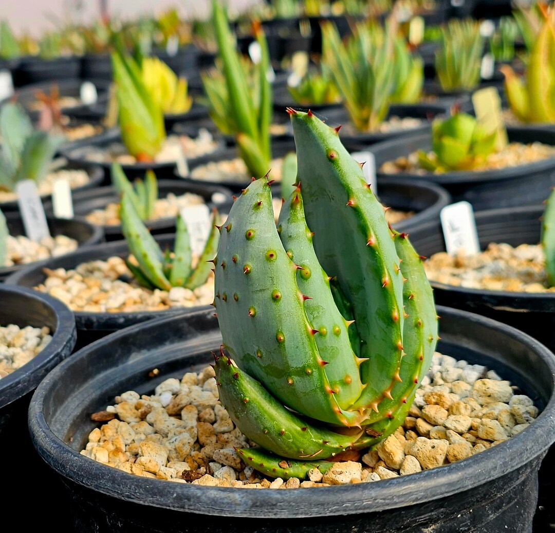 Sm.1g Aloe Excelsa,rarely Seen in Cultivation.seed Grown From South ...
