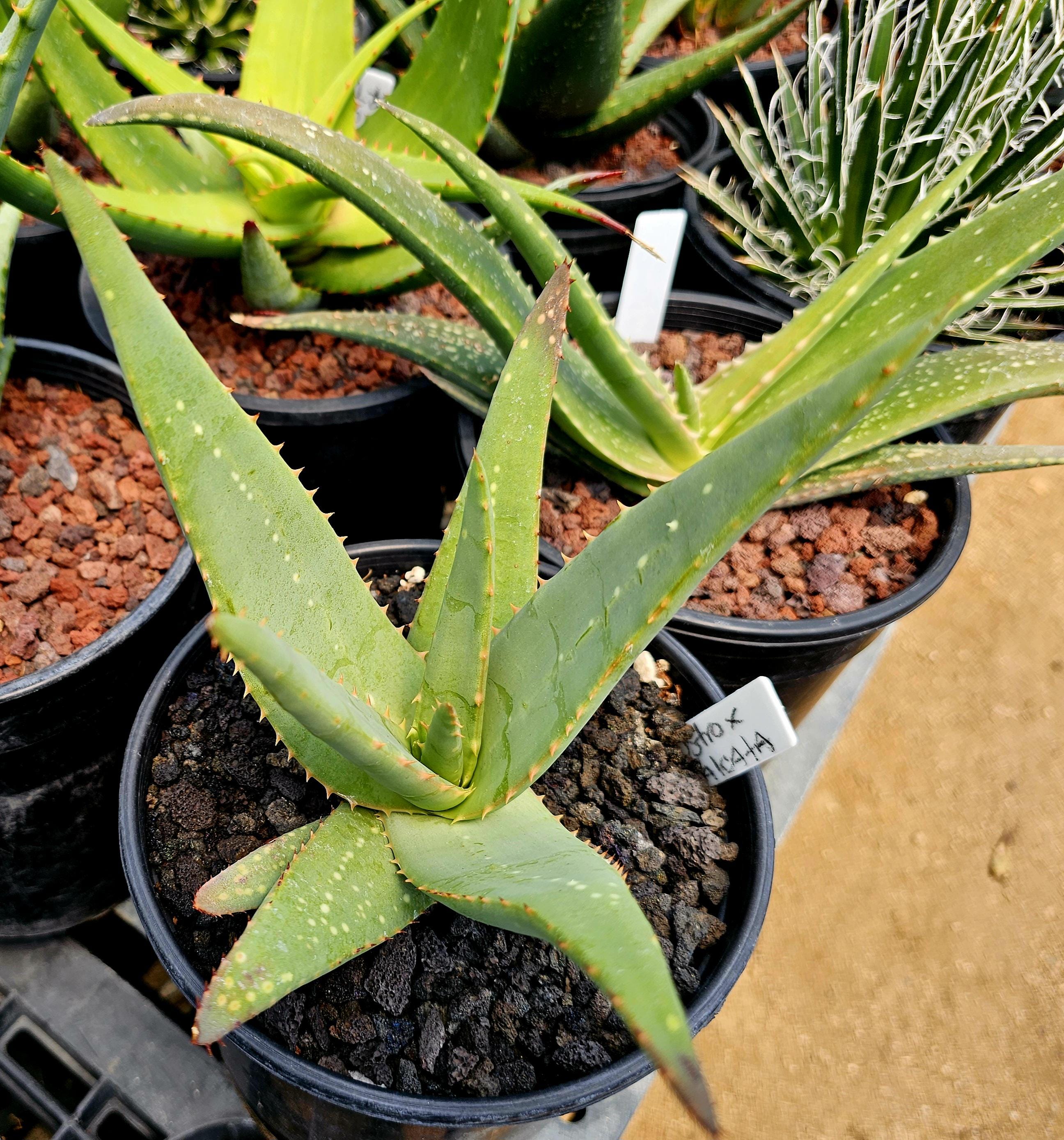 1g Aloe Austroarabica X Aloe Falcata. Heat Tolerant, Unique Foliage - Etsy