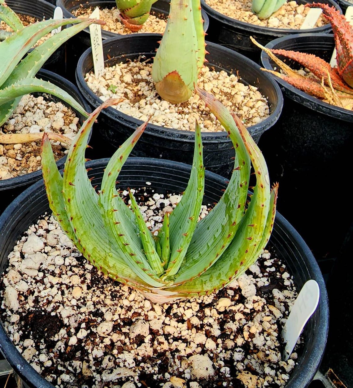 Rareunique 1g Aloe Comosa X Aloe Glauca Wild Hybrid. Seeds - Etsy