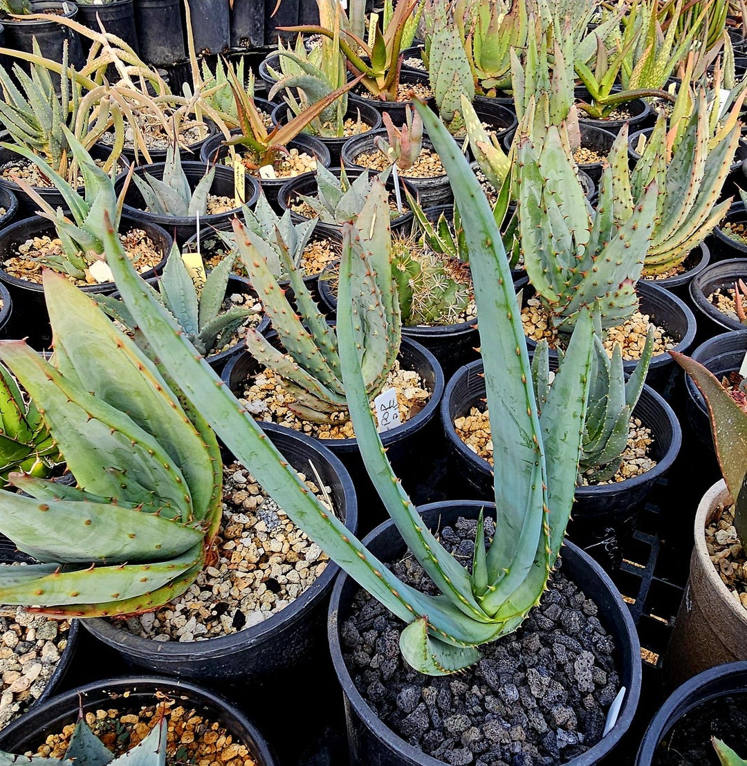 1g Tree Aloe" Moby D" a Hybrid of Aloe Ferox and Aloe Castanea. This is ...