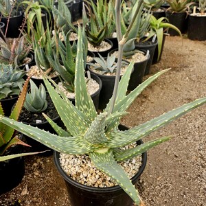 Specimen 5g Aloe Esculenta, Rare Angola Succulent, Spotted Foliage ...