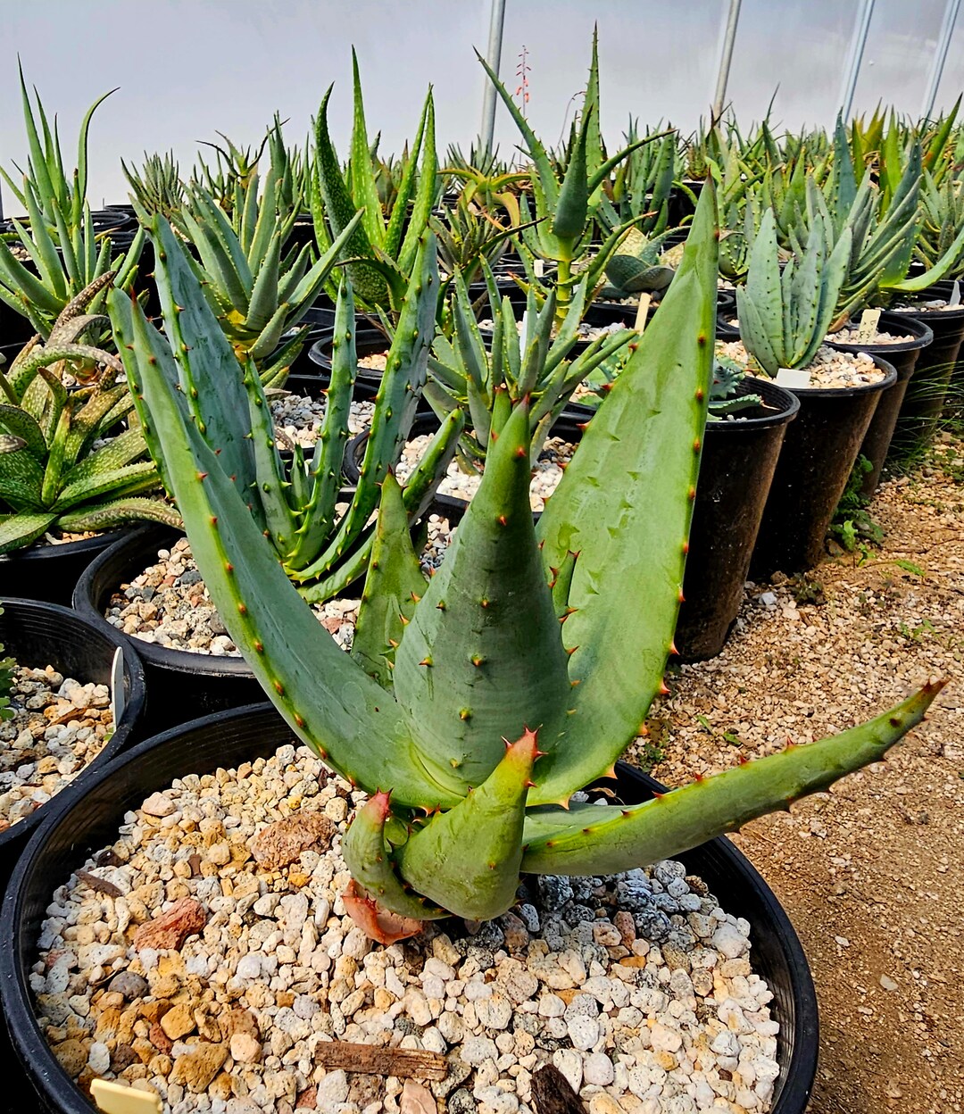2g Aloe Ferox, Single Stem Tree Aloe From South Africa. These Are Seed ...
