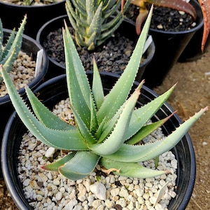 1g Aloe Falcata X Amudatensis Hybrid: Cold Hardy, Pest Resistant - Etsy