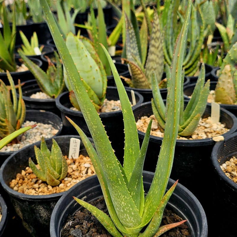 Rare Aloe - Etsy