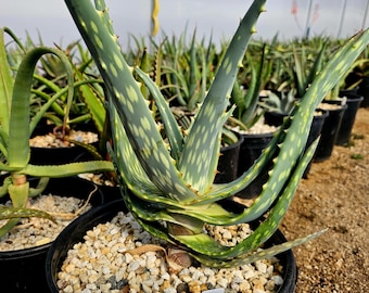 Specimen 5g Aloe Esculenta,rarely Seen Aloe of Angola. Gorgeous ...