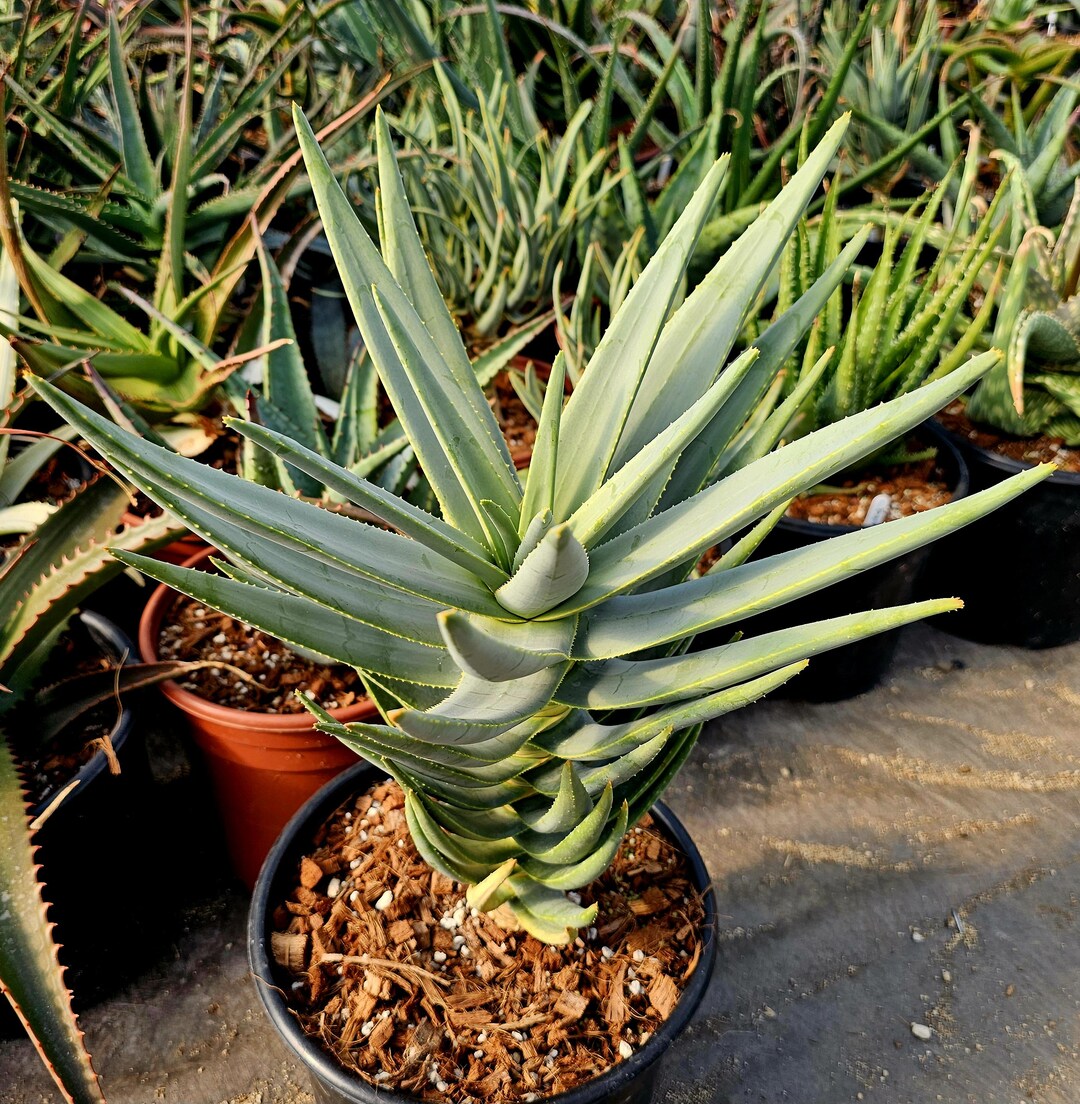 3g Seed Grown Aloe Dichotoma. These Are Spectacular Tree Aloes That Can ...