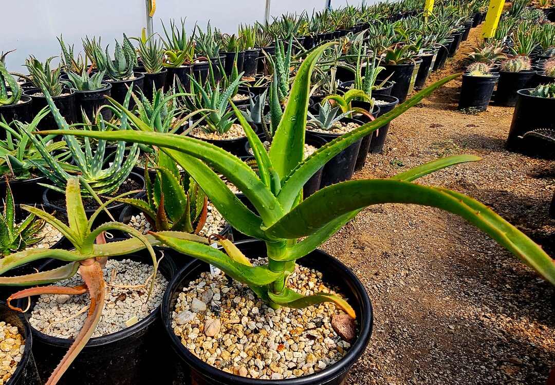 3g. Aloe Thraskii, Gorgeous Tree Aloes From South Africa. Gorgeous ...