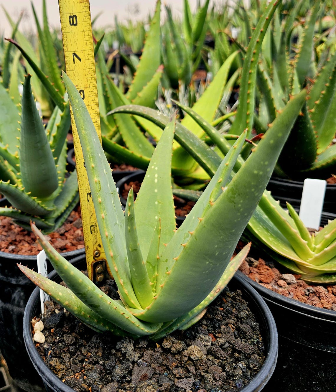 1g Aloe Austroarabica X Aloe Falcata. Heat Tolerant, Unique Foliage - Etsy