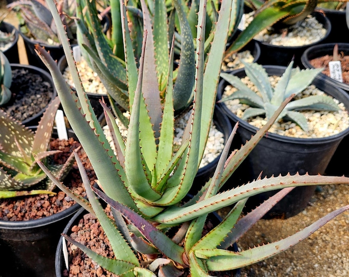 2g Aloe Moonglow Hybrid.beautiful Yellow Glowing Blooms Can Be Expected ...