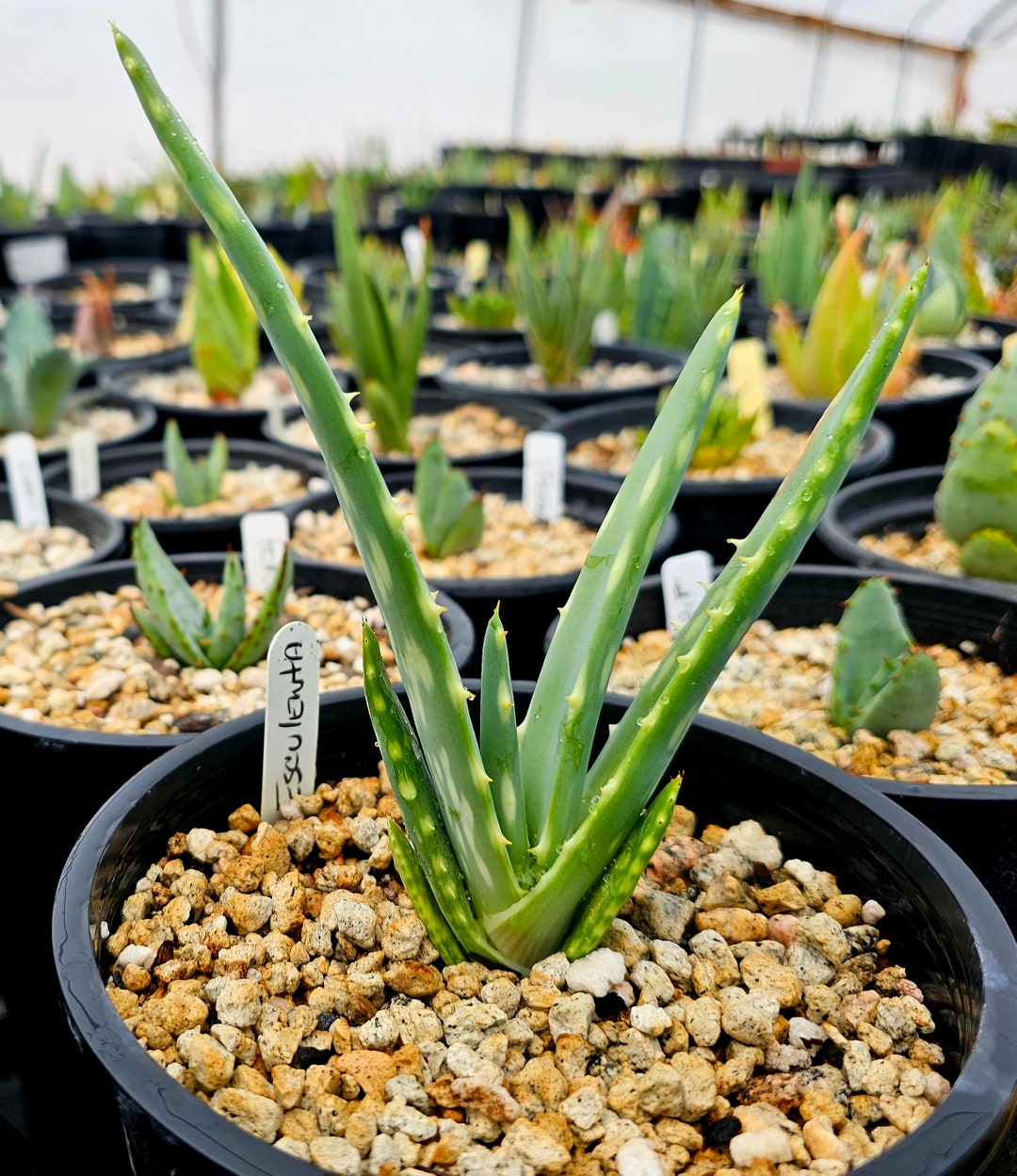 Aloe Esculenta: Seed Grown, Rare Angolan Aloe (1g) - Etsy