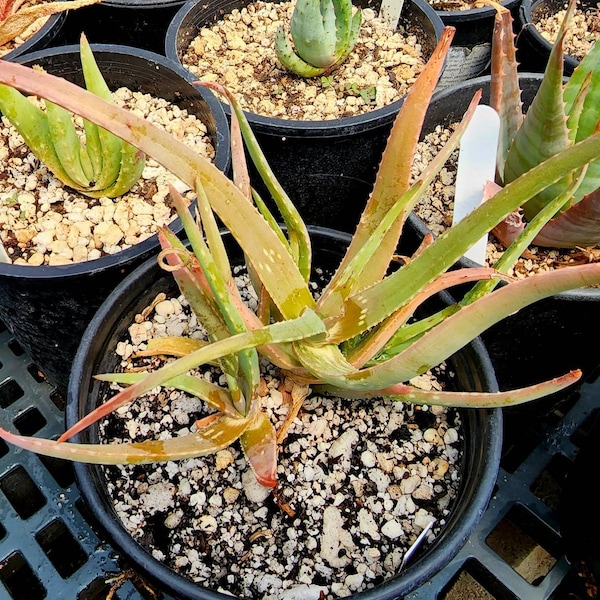 Rare Aloe - Etsy