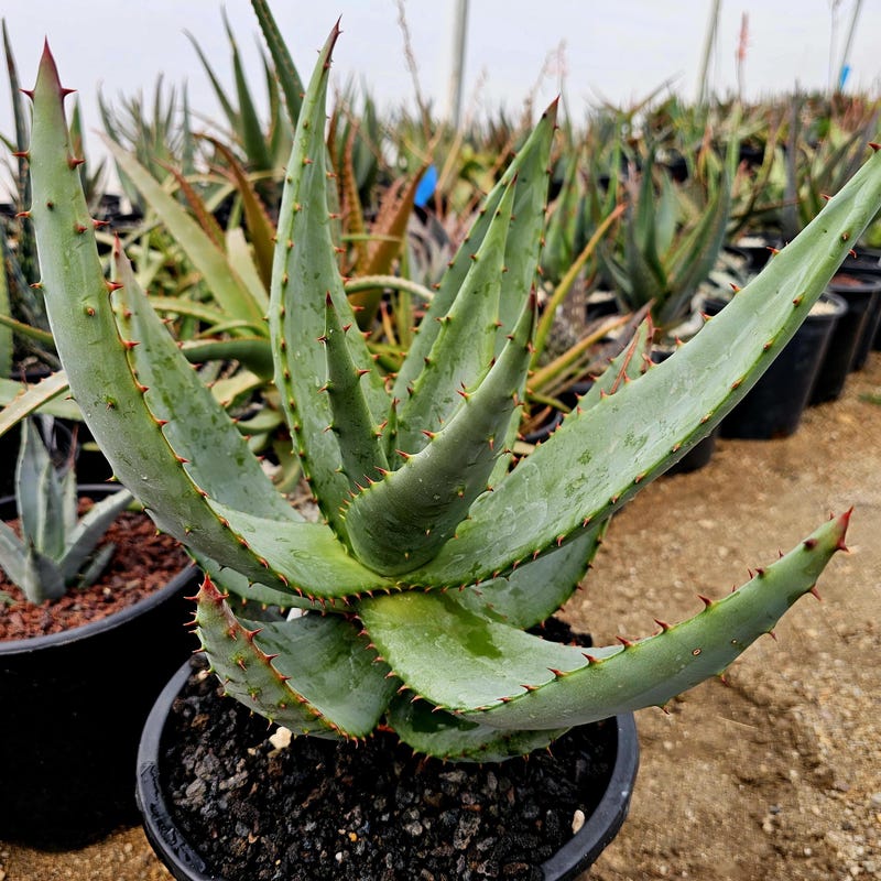 Rare Aloe - Etsy