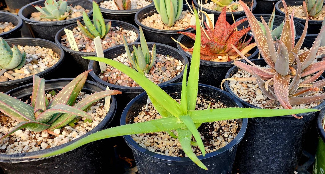 1g Rare Aloe Kulalensis L.E. Newton Aka Mount Kulal Aloe. - Etsy