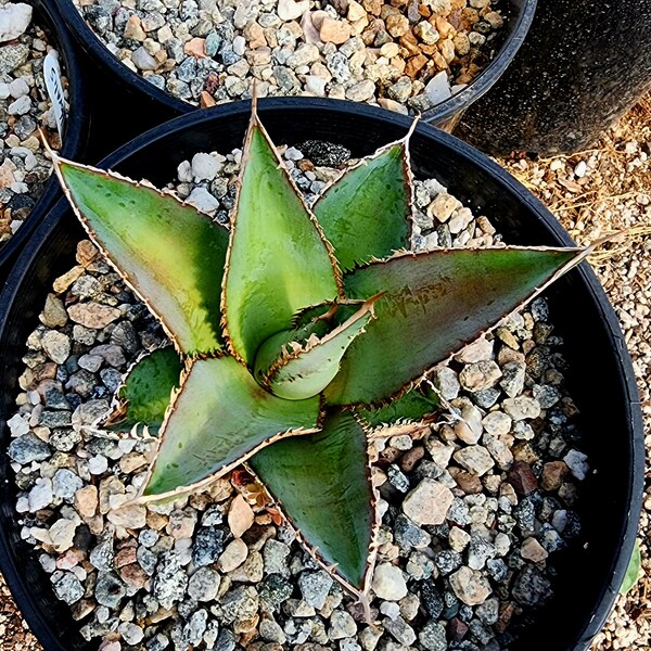 Agave Seeds - Etsy