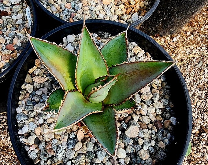 2g Agave Megalodonta,aka Shark Tooth Agave, Seed Grown at Circadian ...