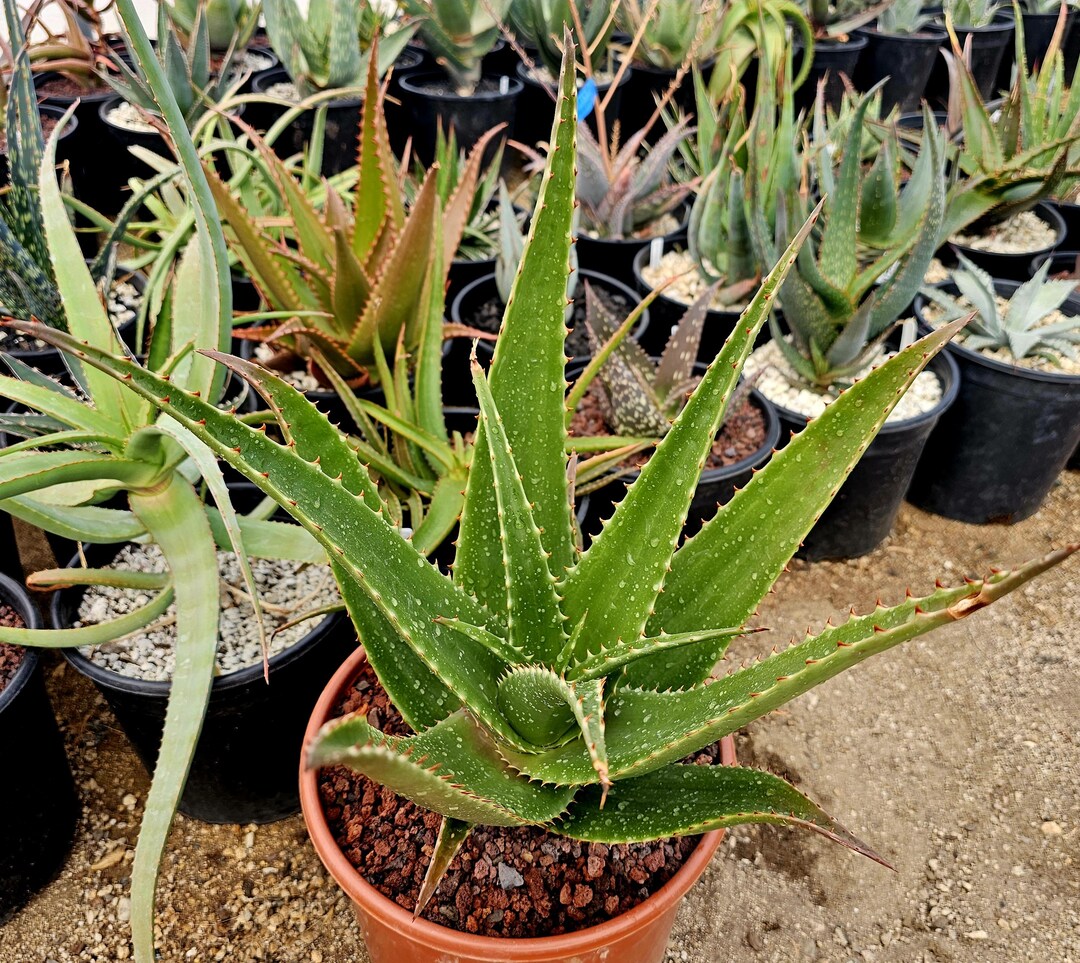3g Aloe Lolwensis, Aka Lake Victoria Aloe. These Are Gorgeous Aloes ...