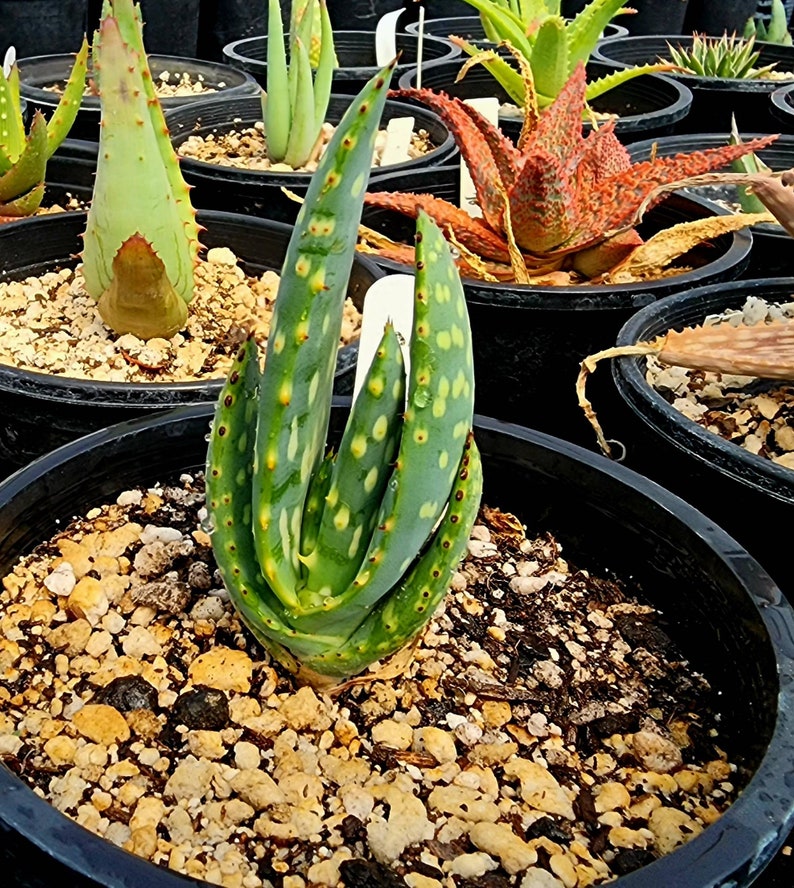 Rare Sm 1g Aloe Littoralis Seed Grown and Top Shelf. Single - Etsy