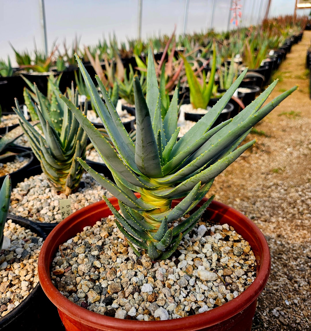 3g Seed Grown Aloe Dichotoma. These Are Spectacular Tree Aloes That Can ...