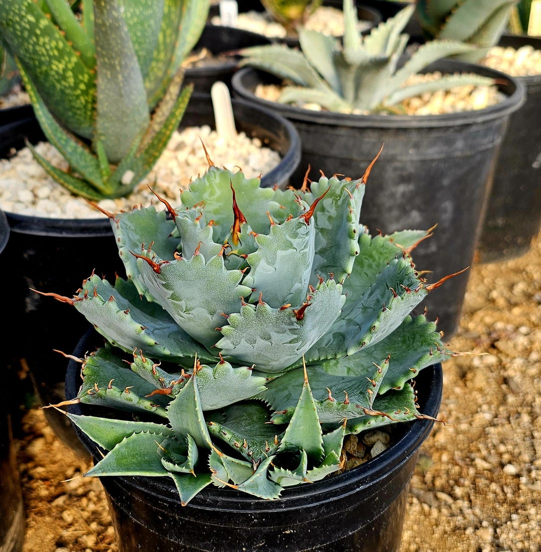 1g Agave Isthmensis,gorgeous Compact Agaves,great for Container Growing ...