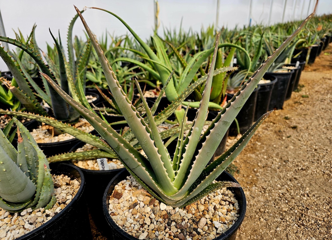 2g Aloe Sabaea X Austroarabica Hybrid: Unique Saudi Arabian Aloes - Etsy