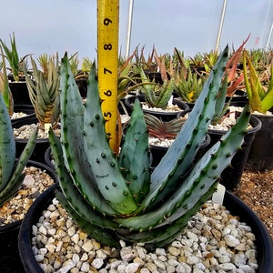 3g Aloe Excelsa,rarely Seen in Cultivation.seed Grown From South ...