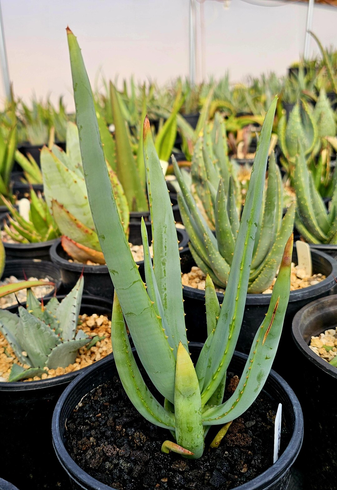 1g Aloe Castanea, Aka Cat's Tail Aloe. Gorgeous Tree Aloes of South ...