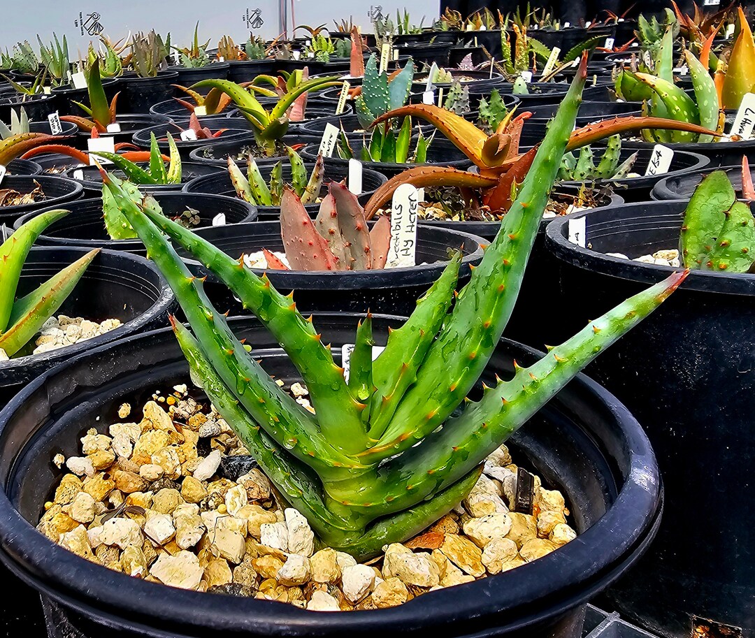 1g Aloe Vanballenii Yellow X Aloe Hybrid David Verity'. This Cross ...