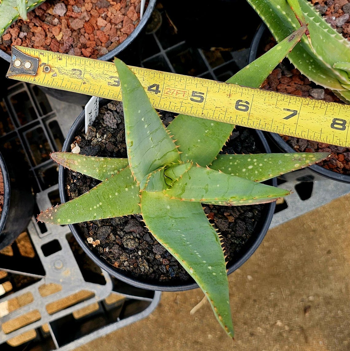 1g Aloe Austroarabica X Aloe Falcata. Heat Tolerant, Unique Foliage - Etsy