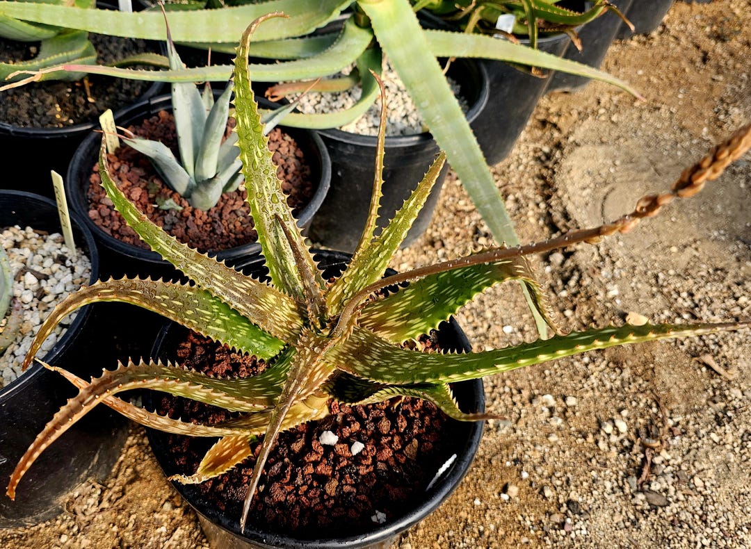 2g Aloe Peckii,gorgeous Aloes From Northern Somalia.blooming Many Times ...