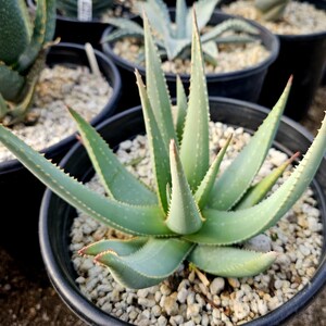1g Aloe Falcata X Amudatensis Hybrid: Cold Hardy, Pest Resistant - Etsy
