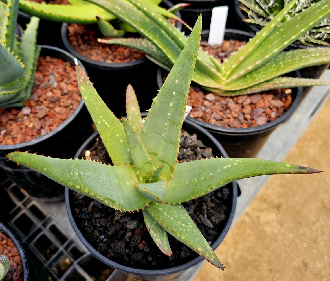 1g Aloe Austroarabica X Aloe Falcata. Heat Tolerant, Unique Foliage - Etsy