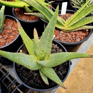 1g Aloe Austroarabica X Aloe Falcata. Heat Tolerant, Unique Foliage - Etsy