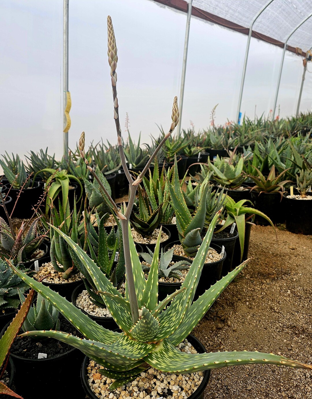 Specimen 5g Aloe Esculenta,rarely Seen Aloe of Angola. Gorgeous ...