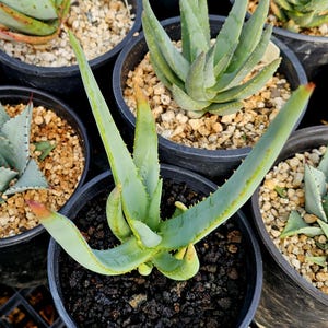 1g Aloe Castanea, Aka Cat's Tail Aloe. Gorgeous Tree Aloes of South ...