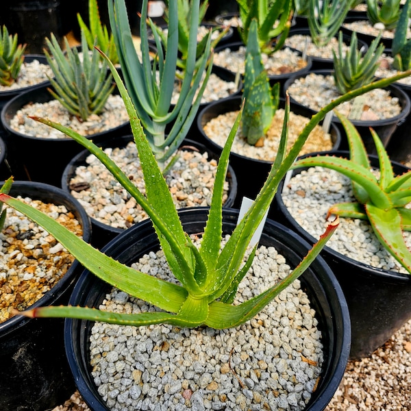 Crimson Dragon Aloe - Etsy