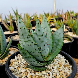 3g Aloe Excelsa,rarely Seen in Cultivation.seed Grown From South ...