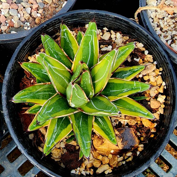 Agave Victoria Regina - Etsy