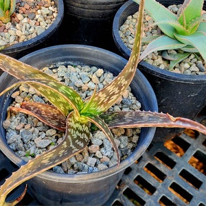 Rare,unique 1g Aloe Suffulta, Rarely Seen in Cultivation, Gorgeous ...