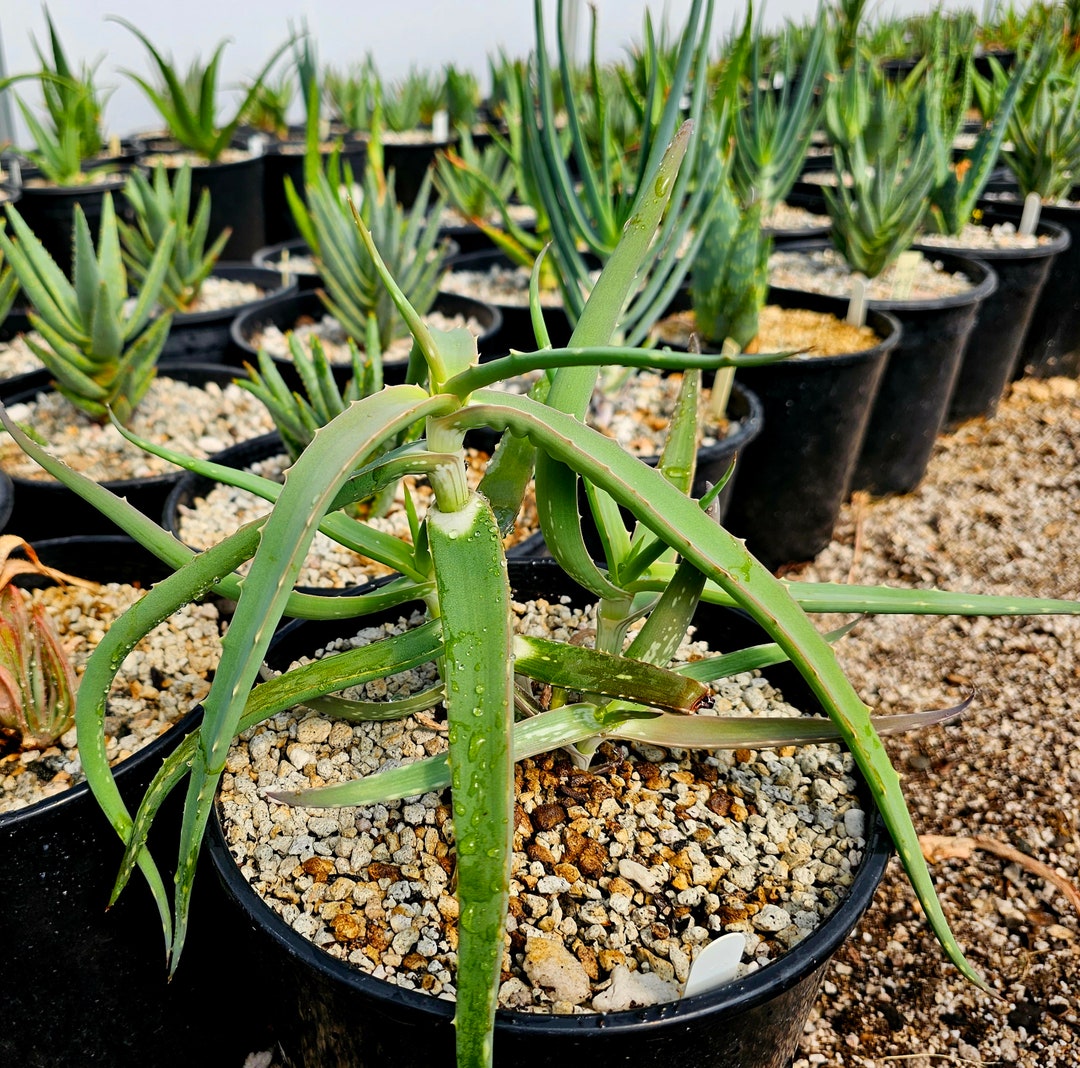 Seed Grown 2g Aloe Confusa. These Aloes Are From Tanzania, Growing Near ...