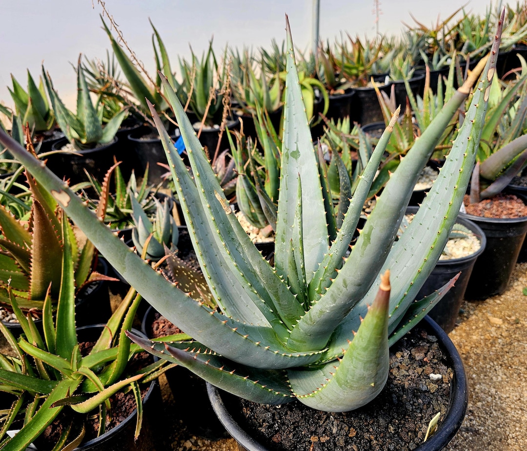 5g Aloe Gerstneri: Rare South African Succulent - Etsy
