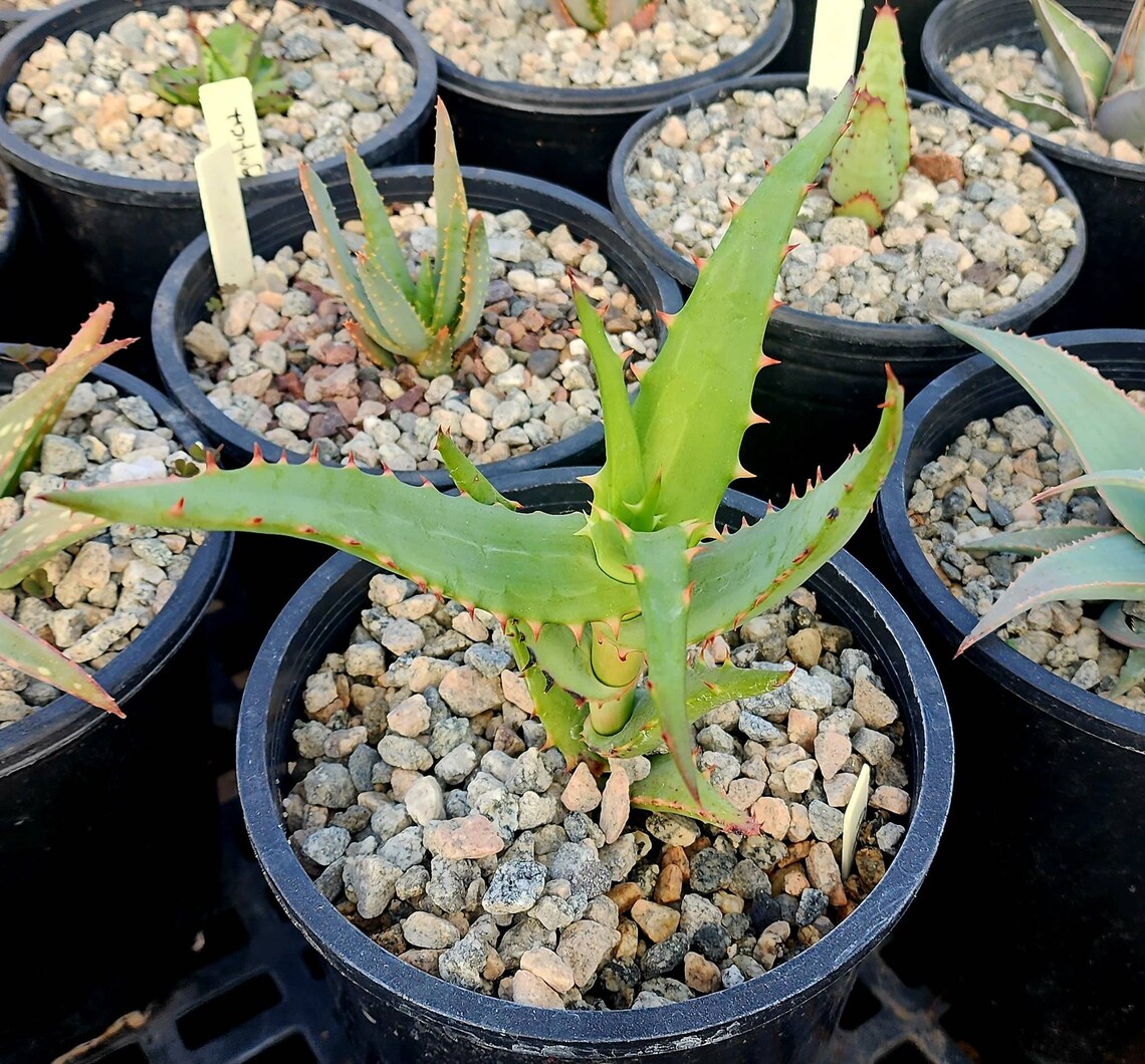 1g Aloe Africanasingle Stem Tree Aloe of South Africa. - Etsy