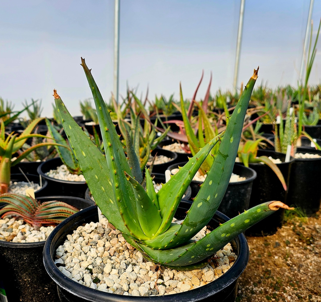 Rare 3g Aloe Littoralis, Seed Grown and Top Shelf. Single Stem Tree ...