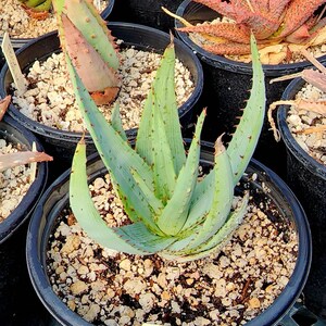 Rareunique 1g Aloe Comosa X Aloe Glauca Wild Hybrid. Seeds - Etsy