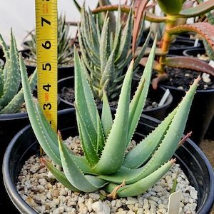 1g Aloe Falcata X Amudatensis Hybrid: Cold Hardy, Pest Resistant - Etsy