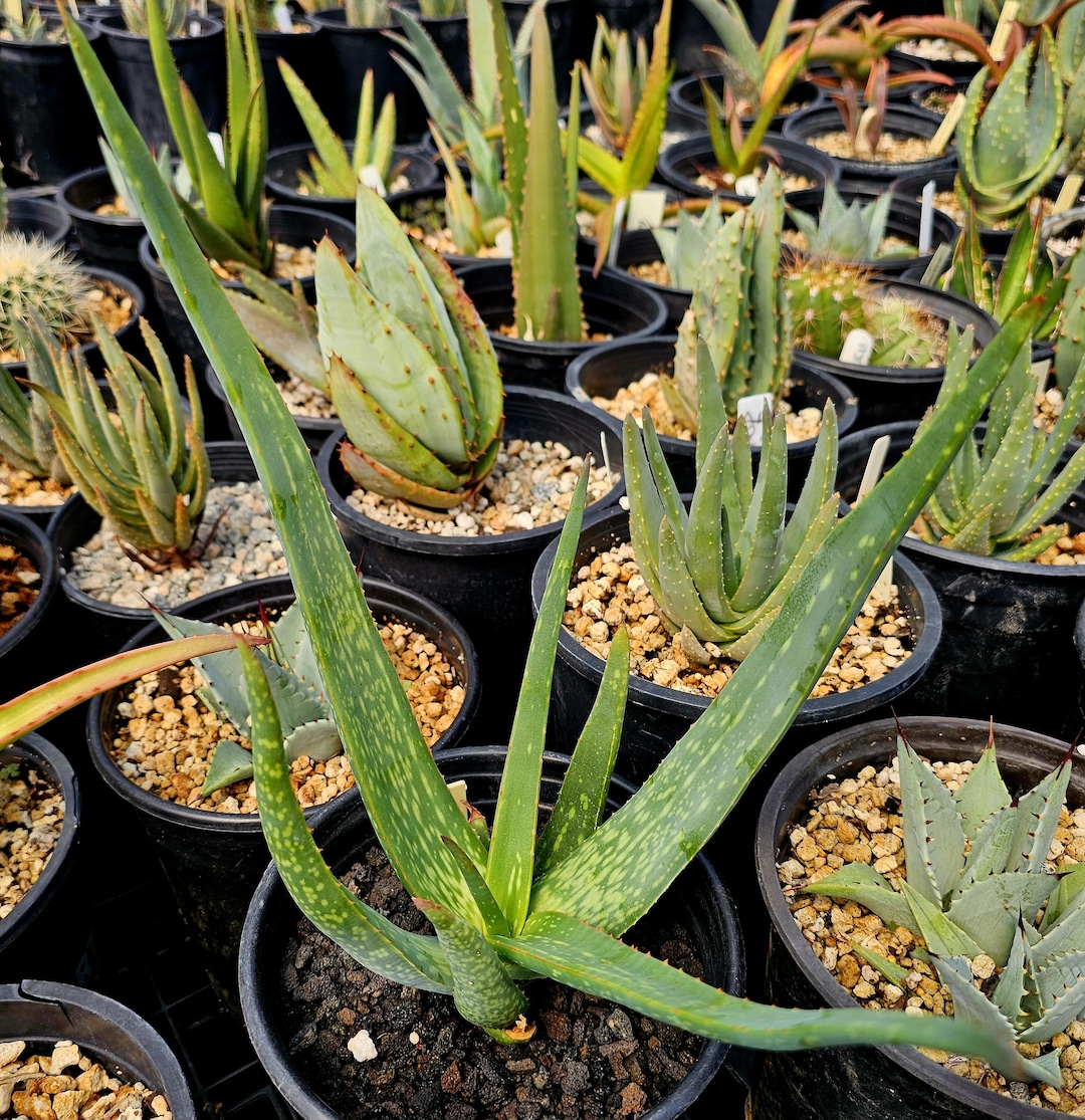 1g Aloe Buhrii Hybrid: Seed Grown, Red Teeth Foliage, Pups - Etsy