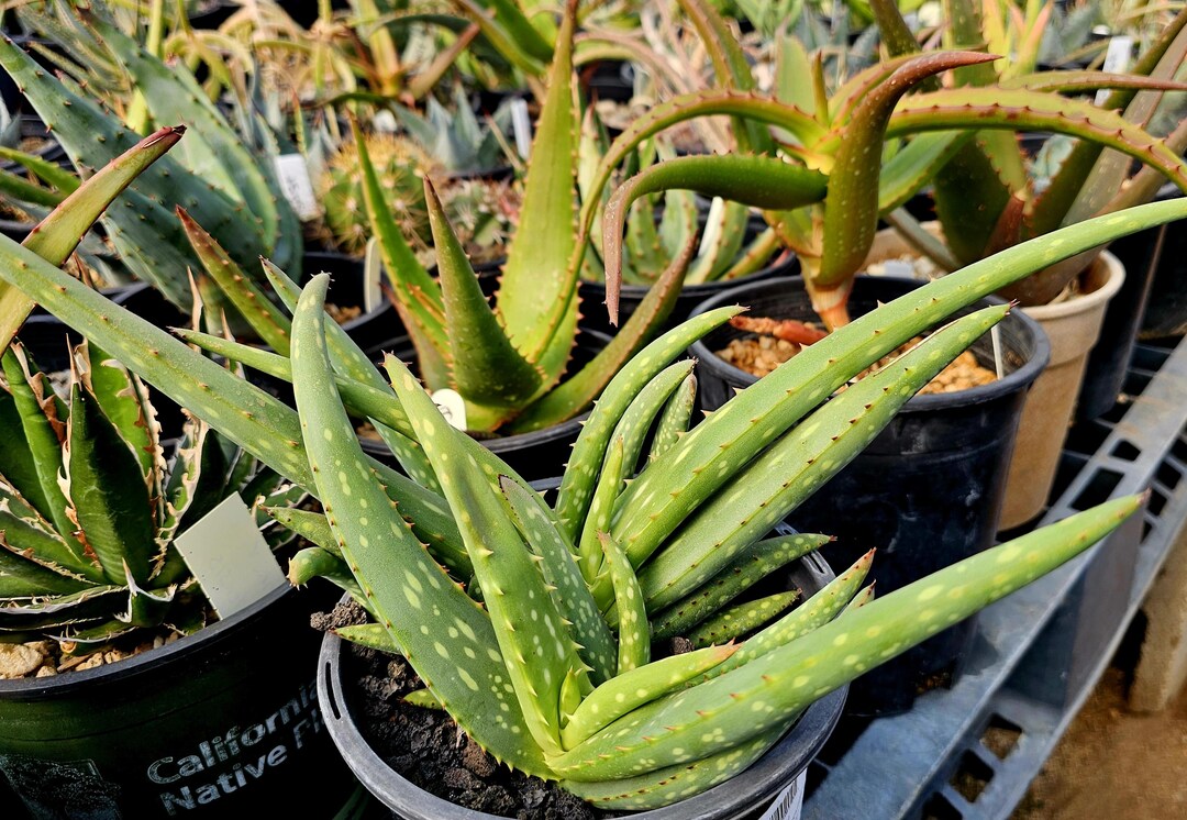 Lg 1g Aloe Rigens Cluster, Stunning Aloes With Beautiful Foliage and ...