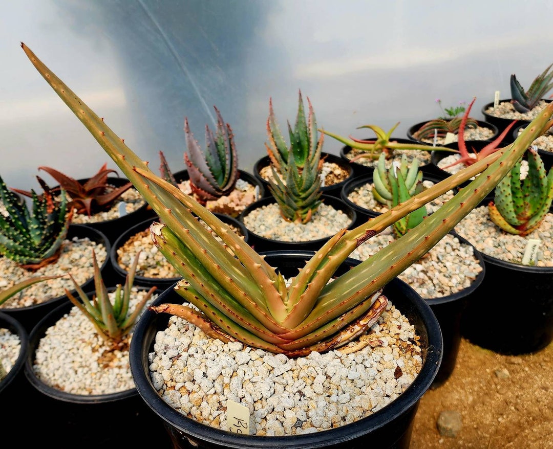 2g Aloe Rigens, Stunning Aloes With Beautiful Foliage and Incredible ...