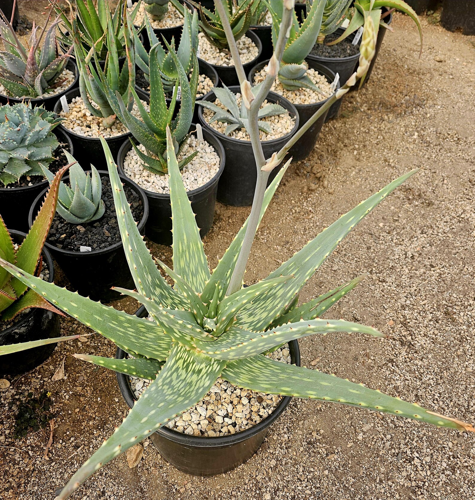 Specimen 5g Aloe Esculenta, Rare Angola Succulent, Spotted Foliage ...