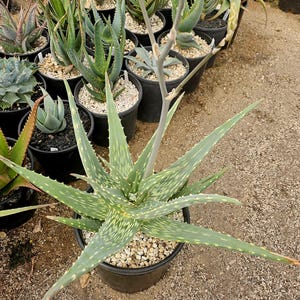 Specimen 5g Aloe Esculenta,rarely Seen Aloe of Angola. Gorgeous ...
